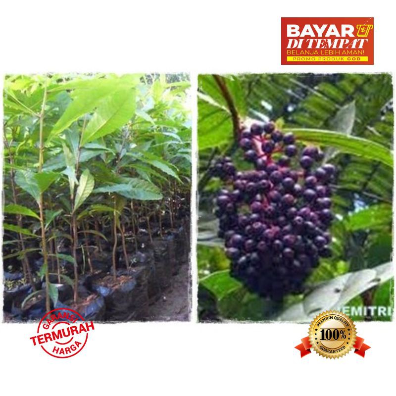 Jual paket 10 Bibit Tanaman Buah jenitri | Shopee Indonesia