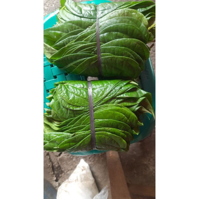 Jual Daun Sirih segar satu ikat | Shopee Indonesia