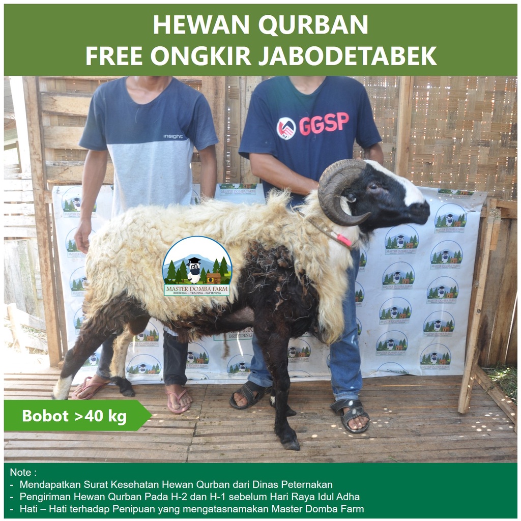 Jual Hewan Qurban Domba / Kambing Kurban Bobot 40 kg | Shopee Indonesia