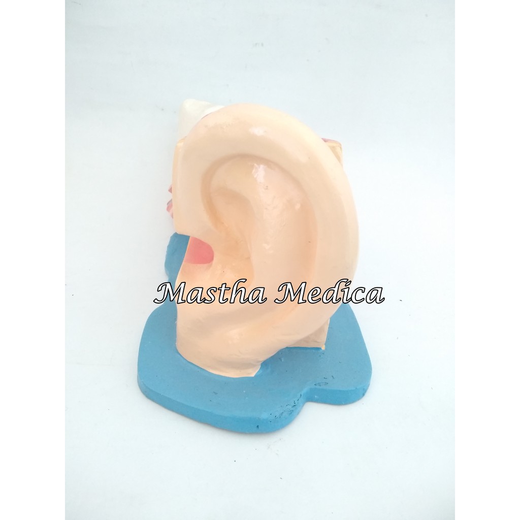 Jual Manekin Torso Anatomi Manusia Model Telinga | Shopee Indonesia