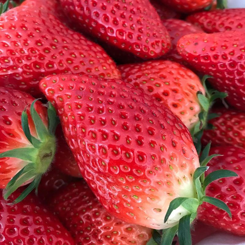 Jual 10 Biji - Benih Strawberry Jepang AKIHIME F2 -RSB1990 | Shopee ...