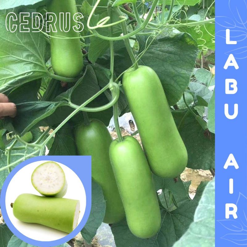 Jual Benih LABU AIR Panjang Hijau - Bibit Biji Sayur | Shopee Indonesia