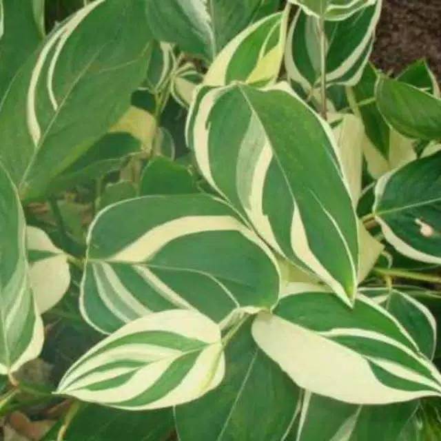 Jual Maranta arundinacea variegata | Shopee Indonesia