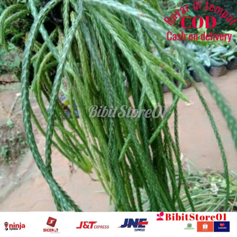 Jual Kumpai huperzia crinata/Kumpai ekor tikus | Shopee Indonesia