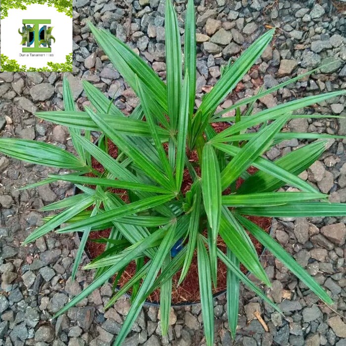 Jual Tanaman hias Palem Waregu - Pohon Palem regu | Shopee Indonesia
