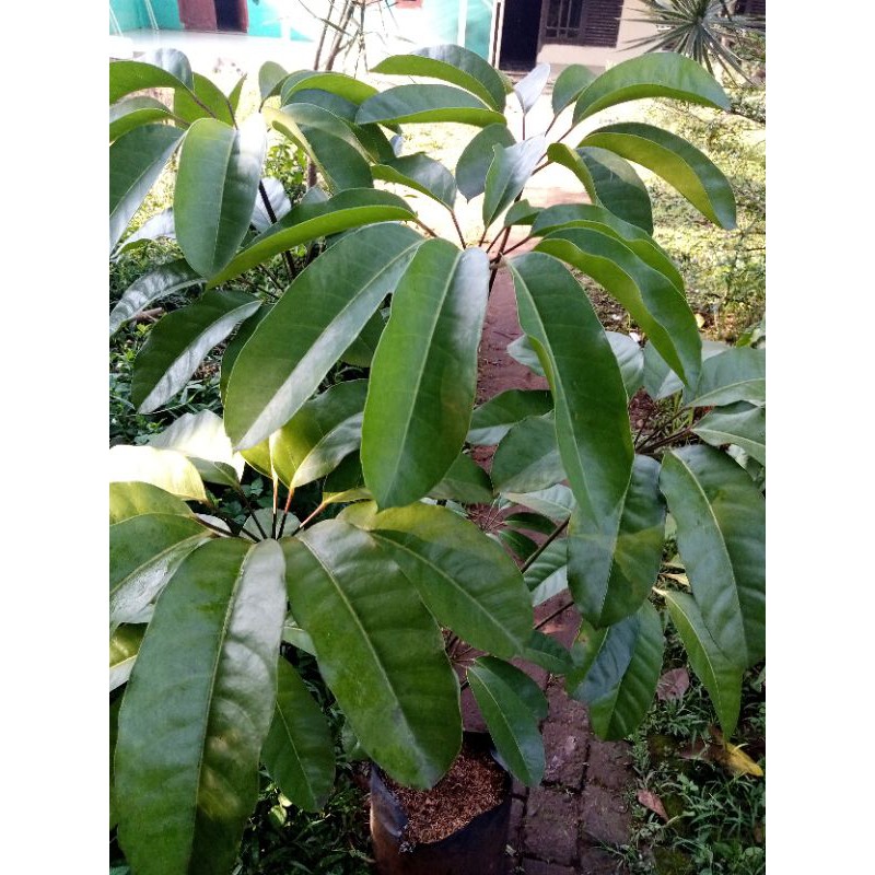 Jual tanaman hias walisongo daun besar 1 meter | Shopee Indonesia