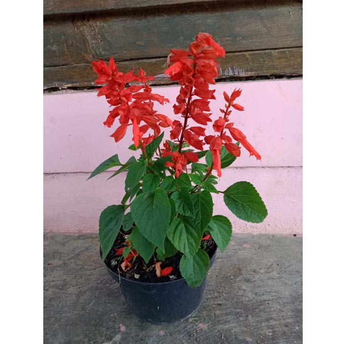 Jual Tanaman Hias Bunga Salvia Merah | Shopee Indonesia