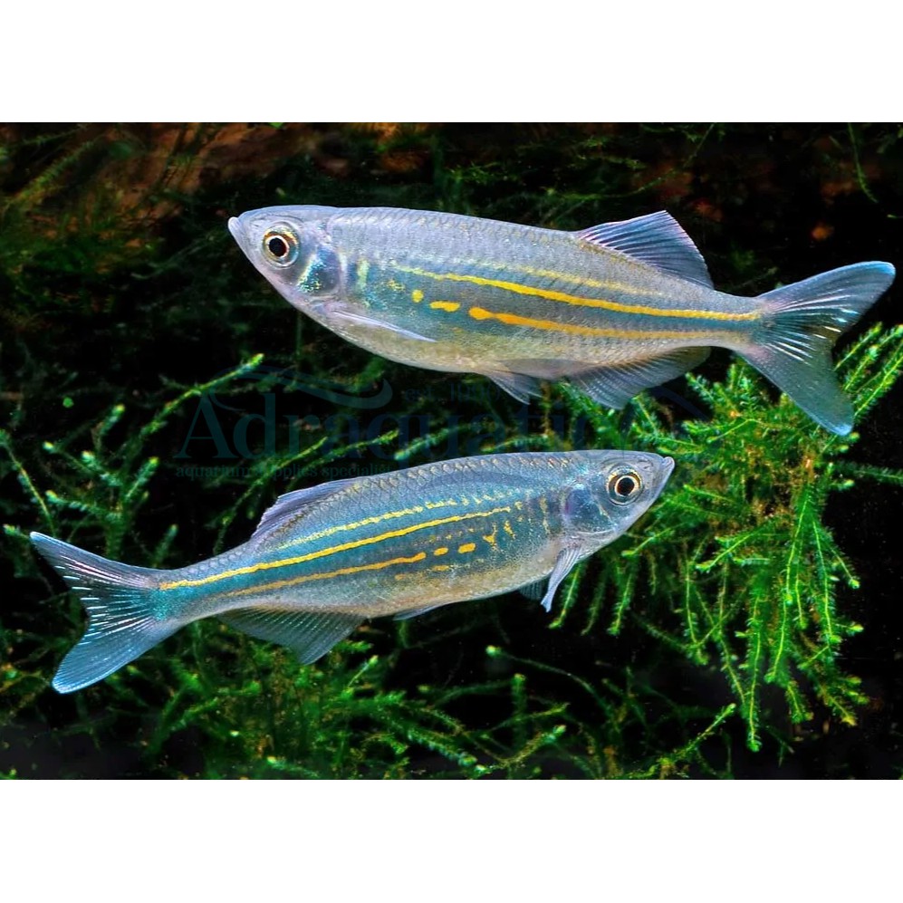 Jual (INSTANT BANDUNG) IKAN HIAS MALABAR DANIO DEVARIO MALABARICUS AIR ...