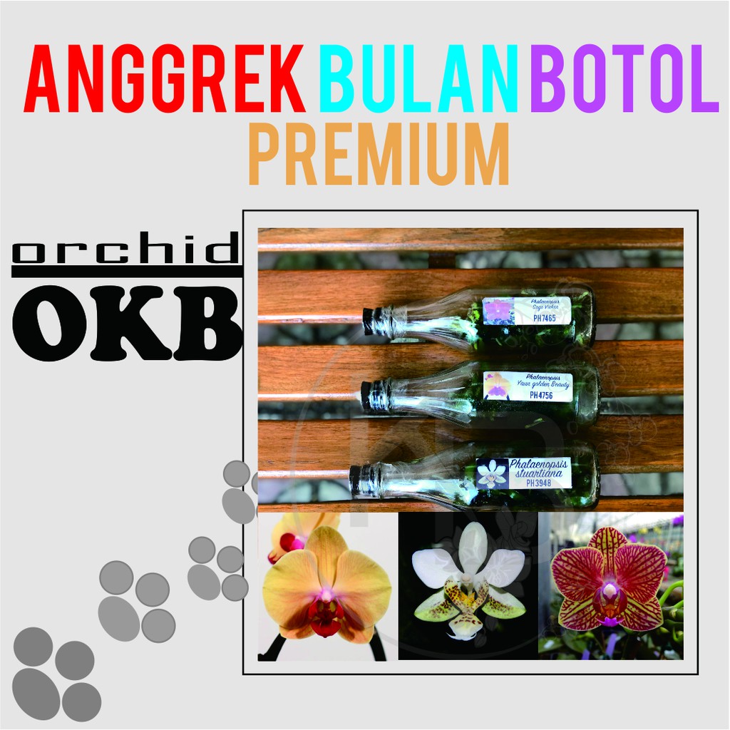 Jual BIBIT BENIH ANGGREK BULAN BOTOLAN HYBIRD READY ID UNIK | Shopee ...