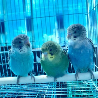 Jual burung parrot parkit warna warni hiasan jantan betina | Shopee ...