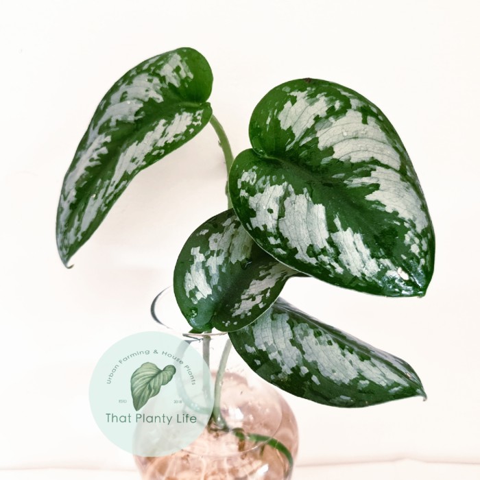 Jual Pothos Silver/Sirih Gading Silver tanaman only | Shopee Indonesia