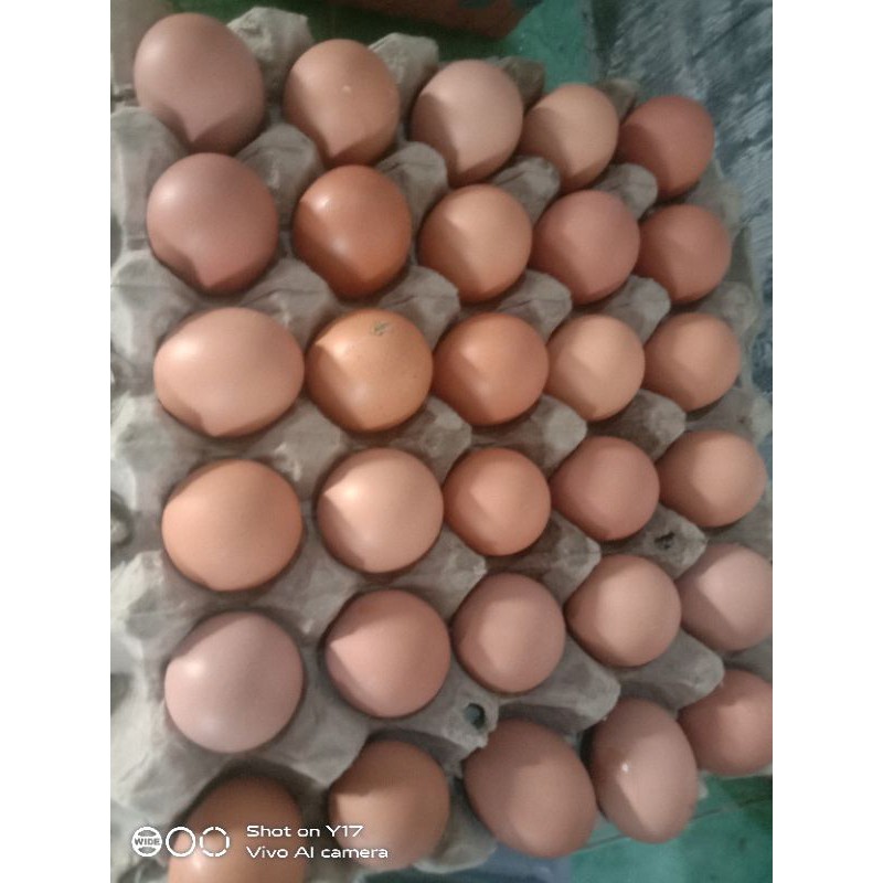 Jual Telur ayam Ras asli dari kandang | Shopee Indonesia