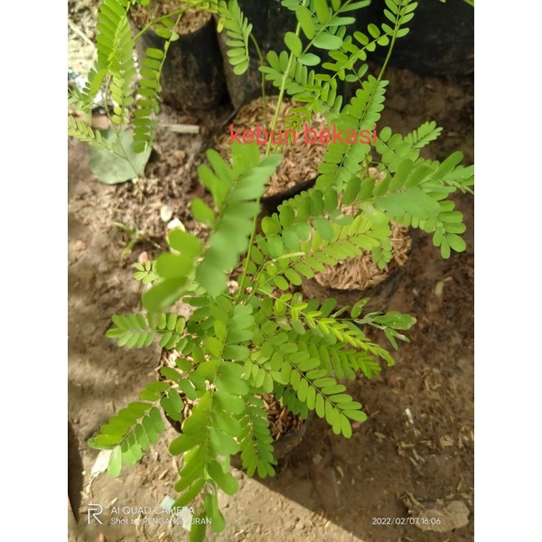 Jual TANAMAN SAGA RAMBAT | Shopee Indonesia
