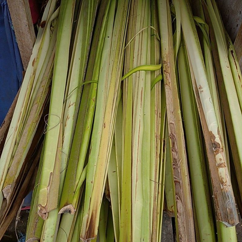 Jual Daun Janur kuning T.2meter Penjor hiasan manten | Shopee Indonesia