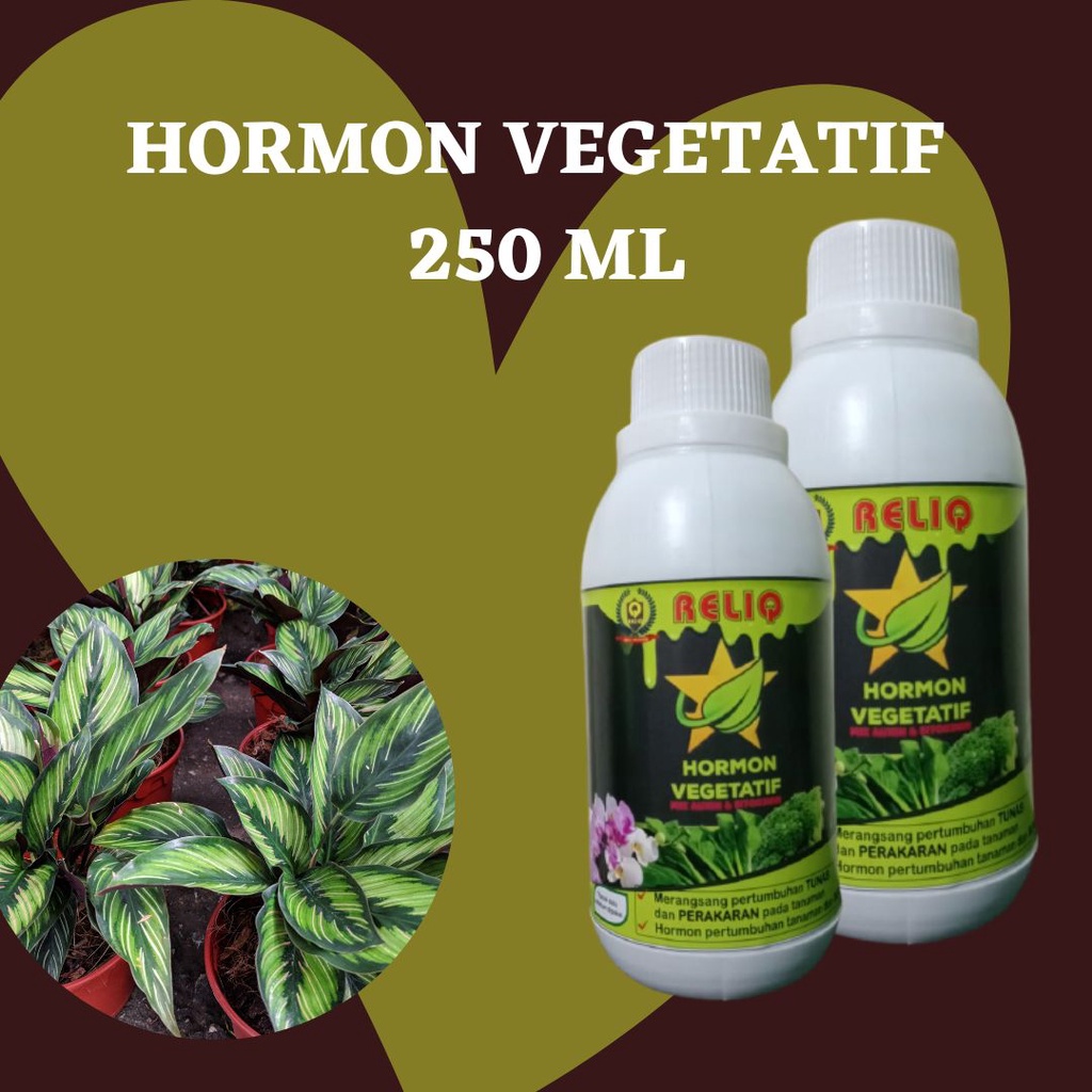 Jual HORMON VEGETATIF TANAMAN 250 ML, Pupuk Tanaman Calathea, Pupuk ...