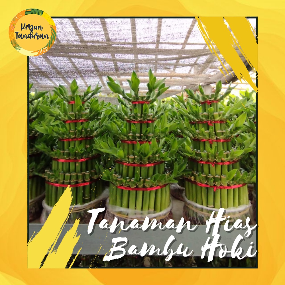 Jual Tanaman Hias Bambu Hoki / Bambu Rejeki Tanaman Indoor Lucky Bamboo ...