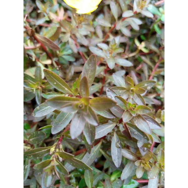 Jual Ludwigia inclinata brown tanaman aquascape | Shopee Indonesia
