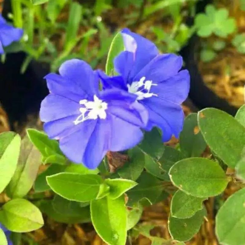 Jual Tanaman Hias Baby Blue Cantik Sudah Berbunga Dan Daun Rimbun ...