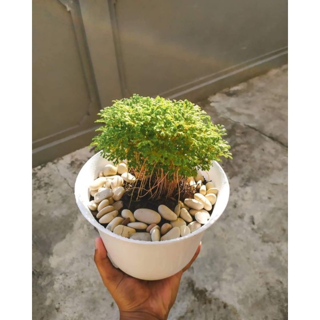 Jual Tanaman Hias Rumput Papua Ande Ande Lumut Papua Cantik Unik Mini ...