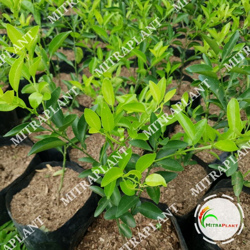 Jual Bibit Pohon Jeruk Limo - Tanaman Buah Jeruk Limau - Pohon Jeruk ...
