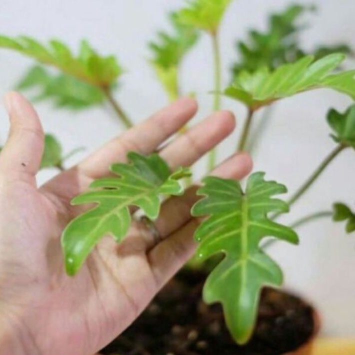 Jual NEW Tanaman Hias Philodendron Xanadu / Bunga Hias Philo Xanadu ...