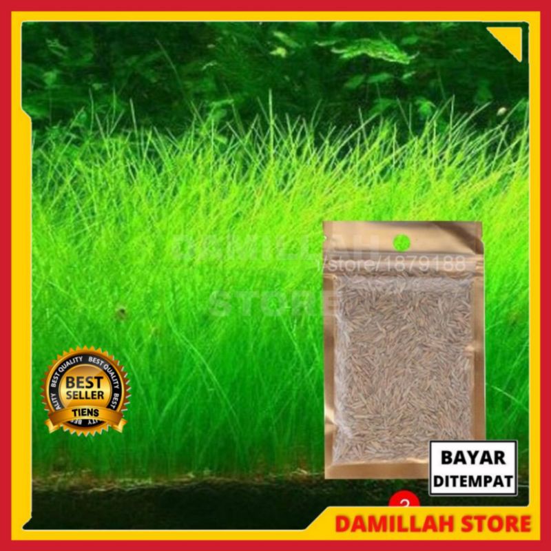 Jual Benih Bibit Rumput Aquascape Akuarium Tanaman Benih Bibit Rumput ...
