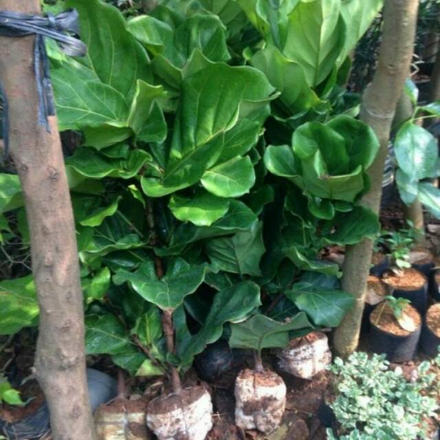 Jual POHON KETAPANG BIOLA CANTIK TINGGI 1 METER KHUSUS GO SEND | Shopee ...