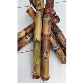 Jual Bibit tebu merah atou setek bibit tebu merah / kg | Shopee Indonesia