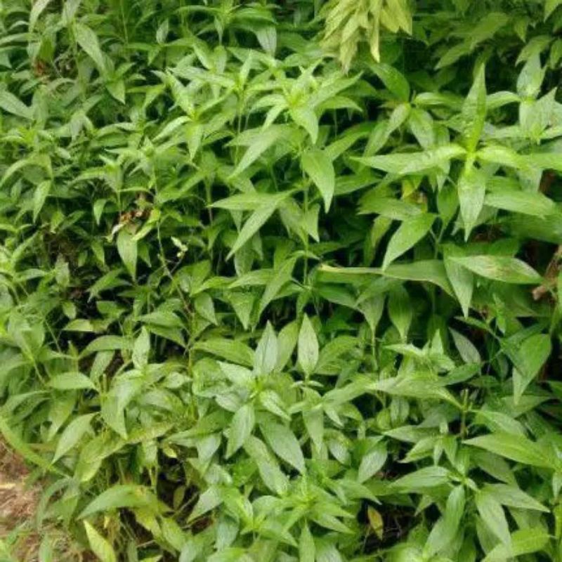 Jual 1000 Daun Herbal Sambiloto Segar TANPA PESTISIDA | Shopee Indonesia