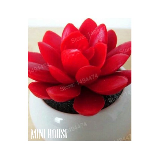 Jual BIBIT BIJI BENIH SUKULEN / RED SUCCULENT | Shopee Indonesia
