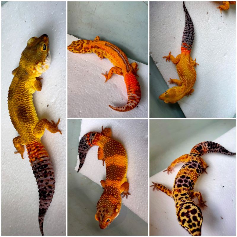 Jual MAINAN BARU LEOPARD GECKO LEMON FROST GEKCO TANGGERING GECKO ...