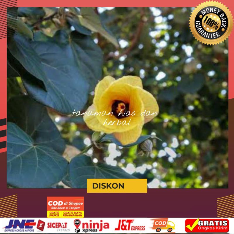 Jual Daun Waru Atau Daun Dadap Laut Segar Untuk Bungkus Makanan(Peyeum ...