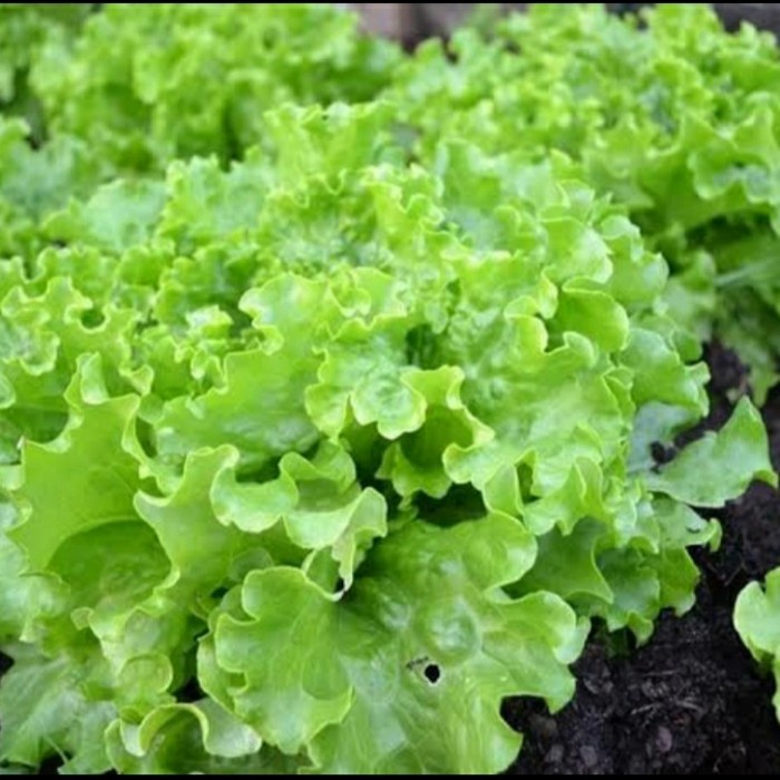 Jual tanaman-bibit-benih- benih selada leaf lettuce salad bowl green ...