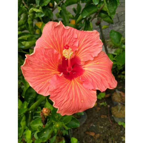 Jual bibit bunga sepatu hibiscus bangkok import jenis salem - tanaman ...