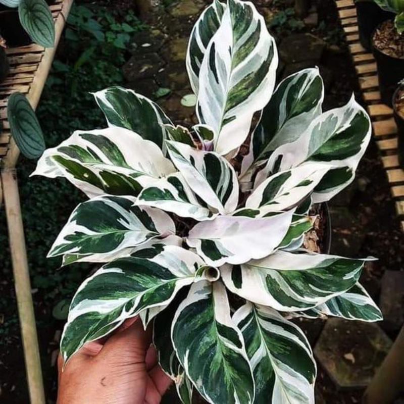 Jual Tanaman Hias Calathea Tissue Variegata (BISA COD) | Shopee Indonesia