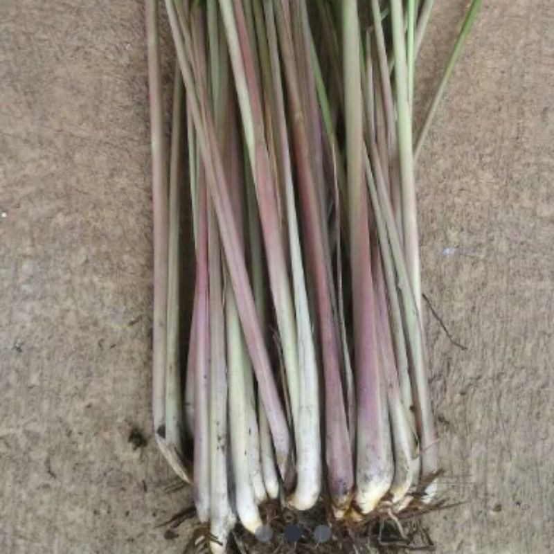 Jual serai wangi serai merah | Shopee Indonesia