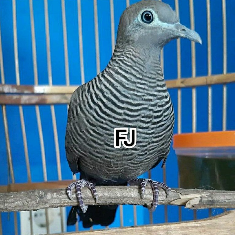 Jual BURUNG PERKUTUT CEMANI MAJAPAHIT | Shopee Indonesia
