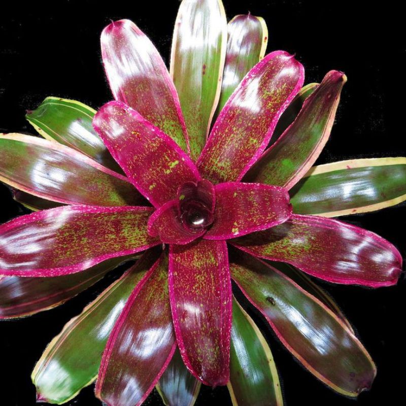 Jual tanaman hias bromelia available | Shopee Indonesia