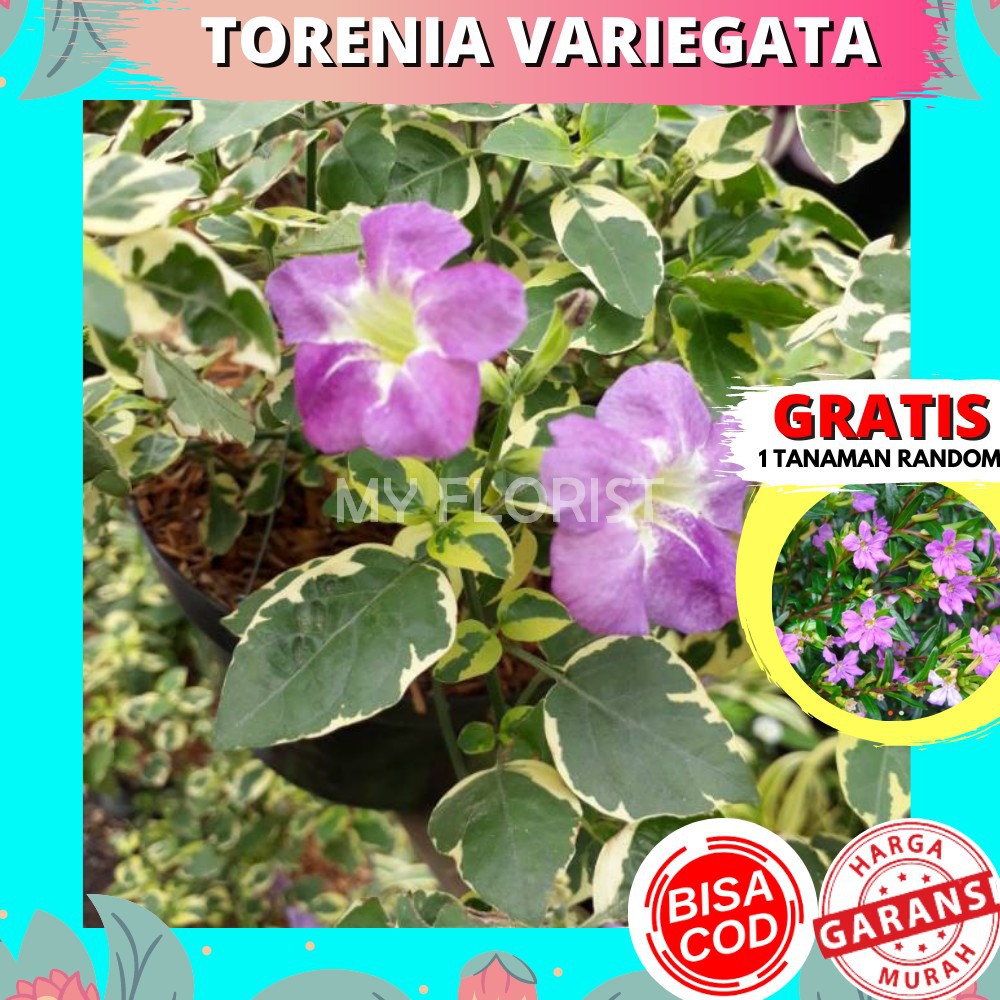 Jual Bunga Hias Hidup Mata Kucing Variegata Murah Bergaransi | Shopee ...