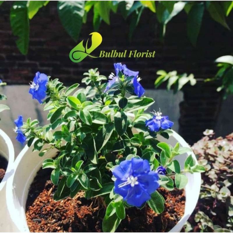 Jual Tanaman bunga Baby Blue | Shopee Indonesia