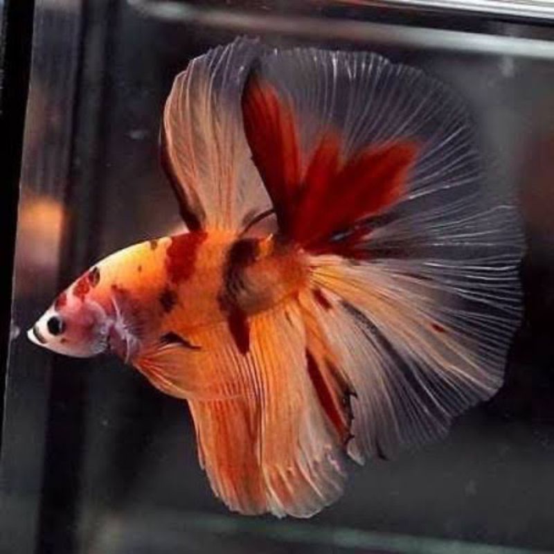 Jual Cupang Halfmoon Nemo Koi - ikan cupang hm Nemo Multicolor Top ...