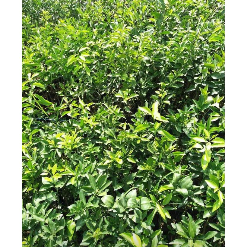 Jual Jual! Bibit Jeruk Monde Dan Nagami Berbuah A1 | Shopee Indonesia