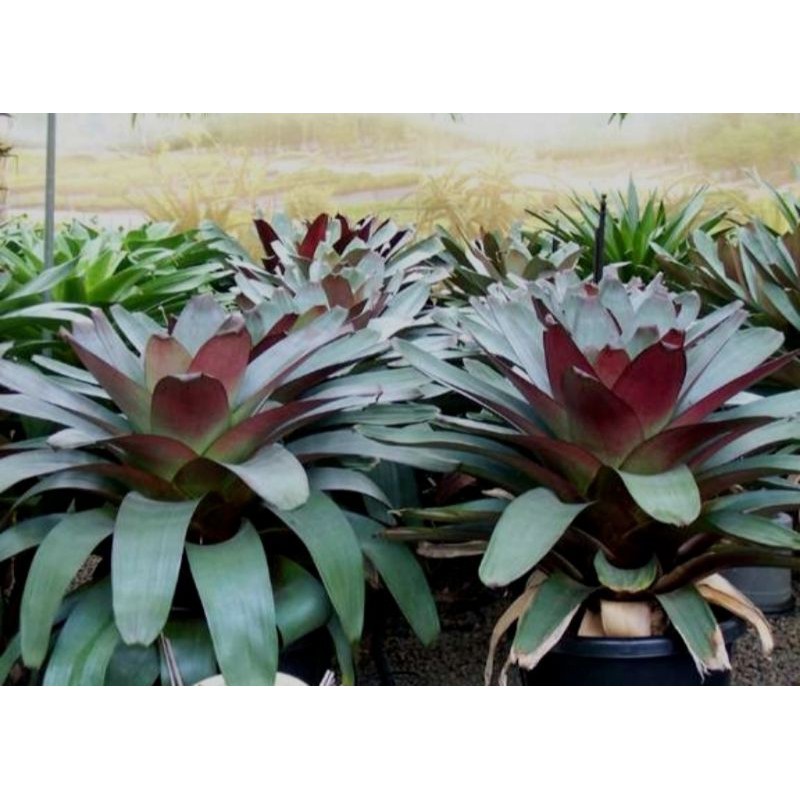 Jual Tanaman Hias Bromelia Giant/Pohon Hias Bromel Besar | Shopee Indonesia