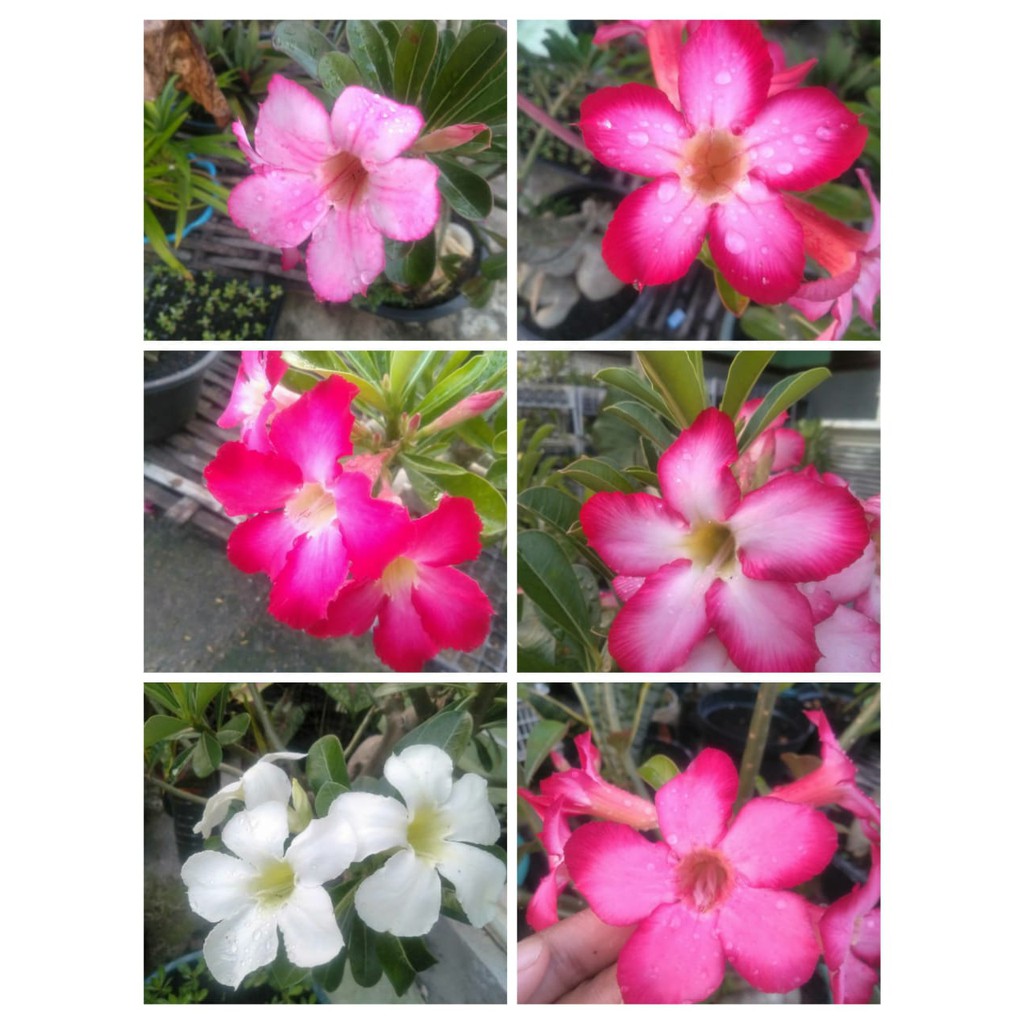 Jual 20 Biji Adenium Obesum / Kamboja Jepang / Desert Rose | Shopee ...