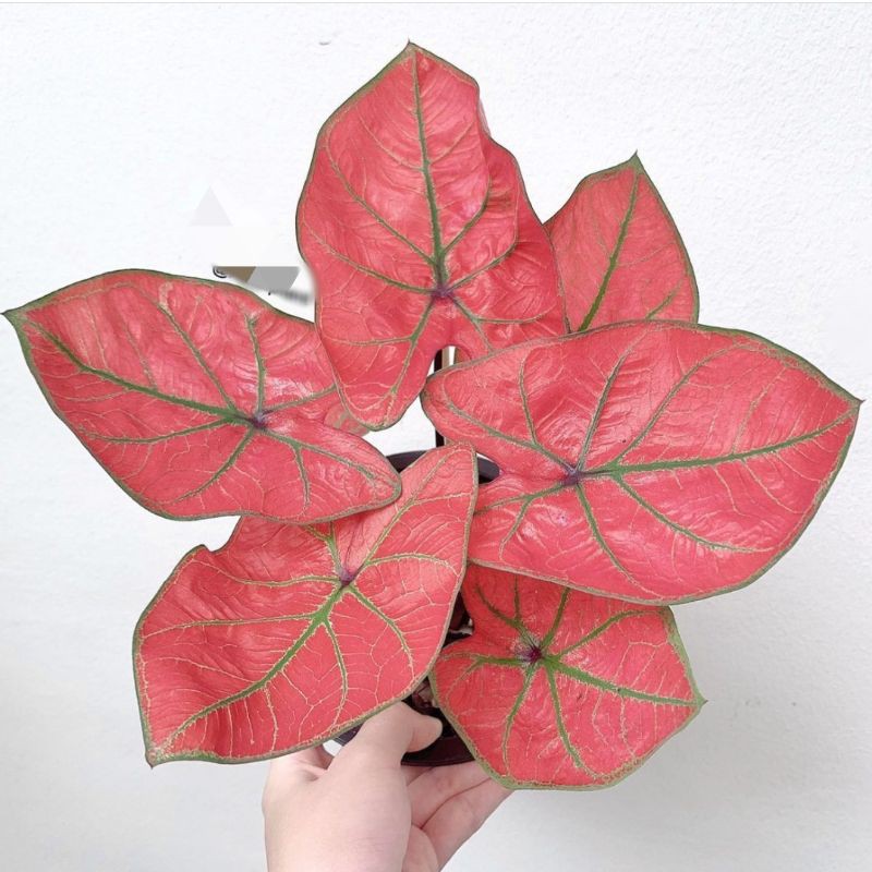 Jual Tanaman hias Caladium red spider / festivia / caladium misha ...