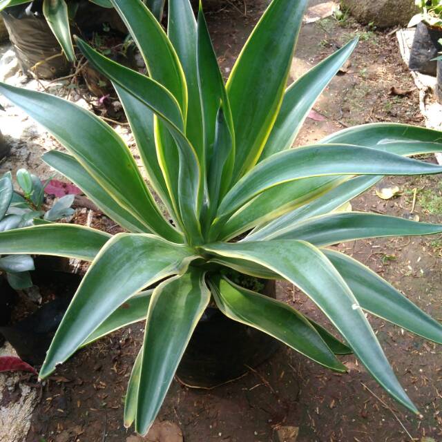 Jual Tanaman hias Agave king | Shopee Indonesia