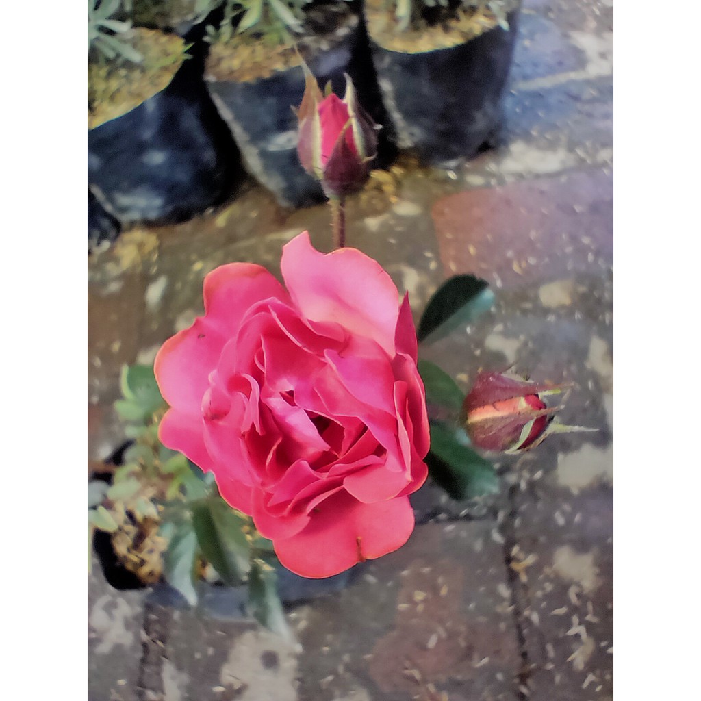 Jual Tanaman Bunga mawar jepang rambat kondisi berbunga dan bebas pilih ...