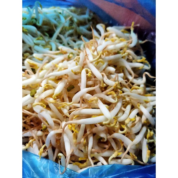 Jual toge per 250 gram | Shopee Indonesia