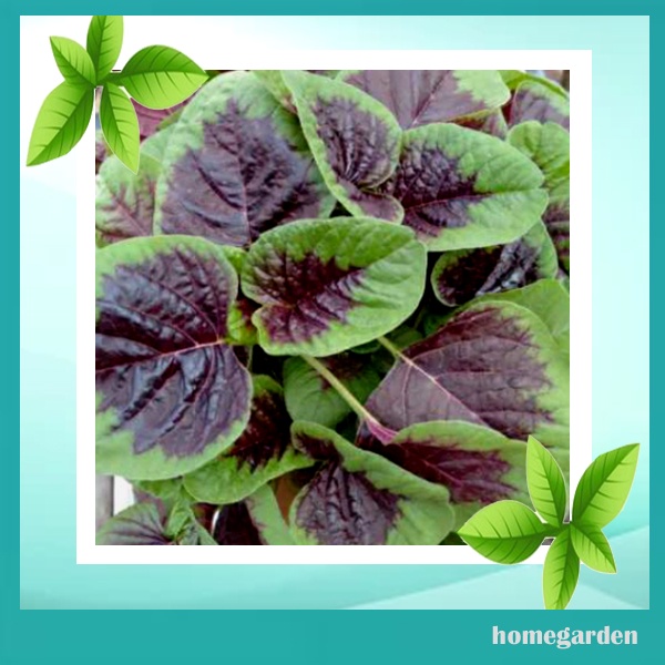 Jual Bibit Bayam Loreng Benih Bayam Batik Tanaman Sayuran Bibit Bayam ...