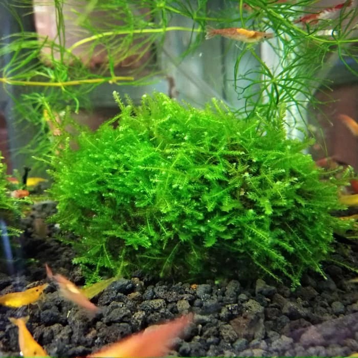 Jual Moss Hidup Di Batu - Moss Wabikusa Media Batu Aquascape | Shopee ...